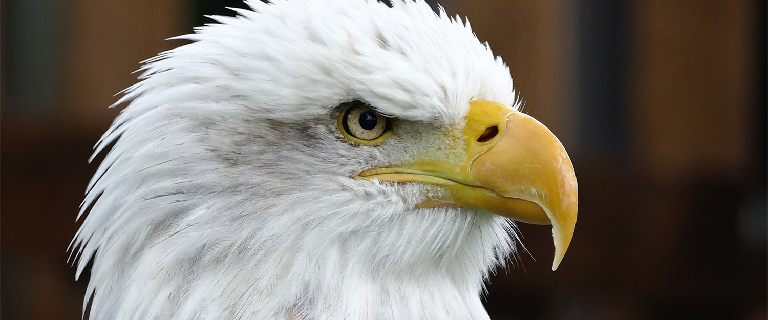 Symbolique de l'Aigle